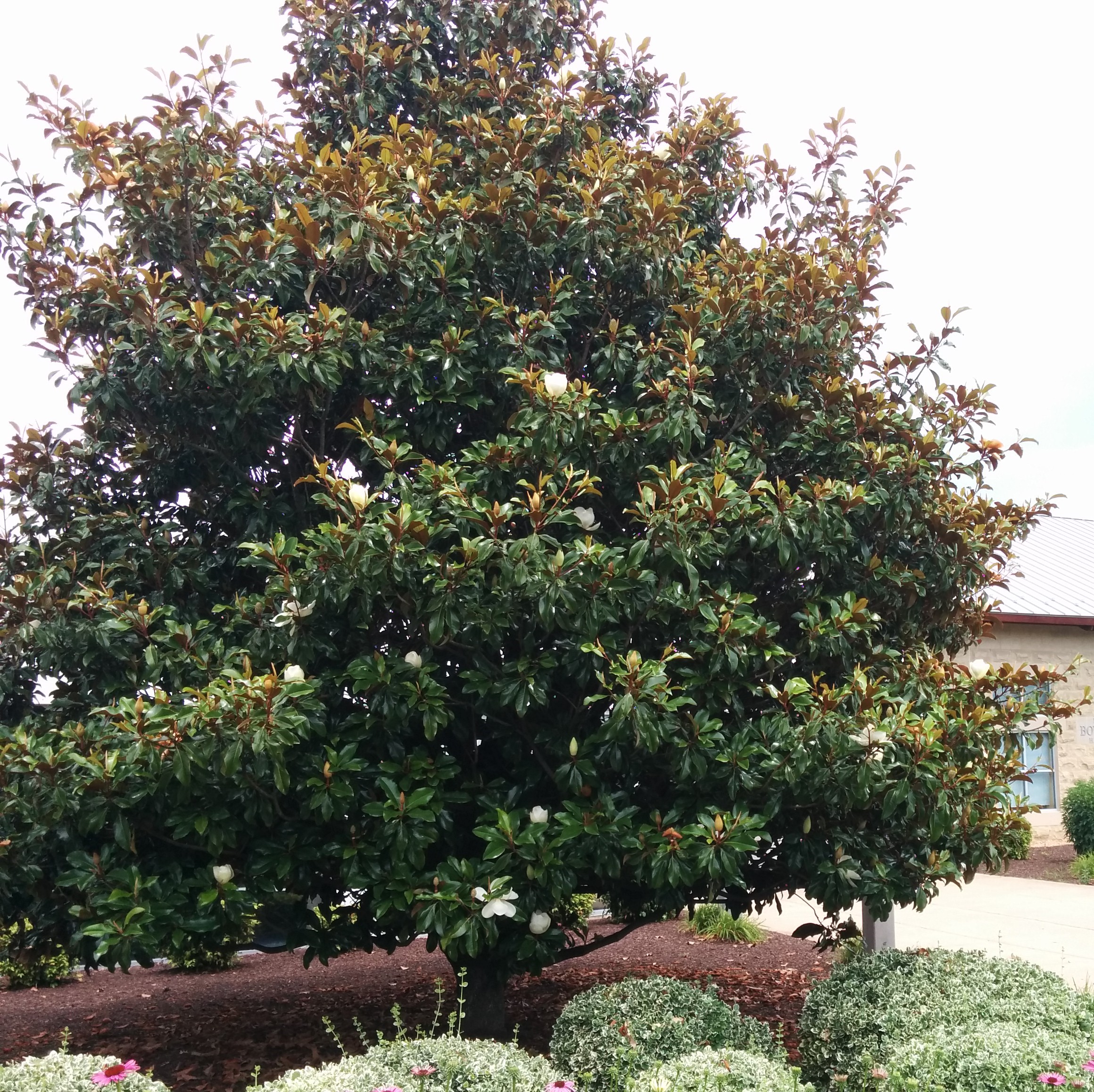 Stop and Smell The Magnolia! | Handley Regional Library System